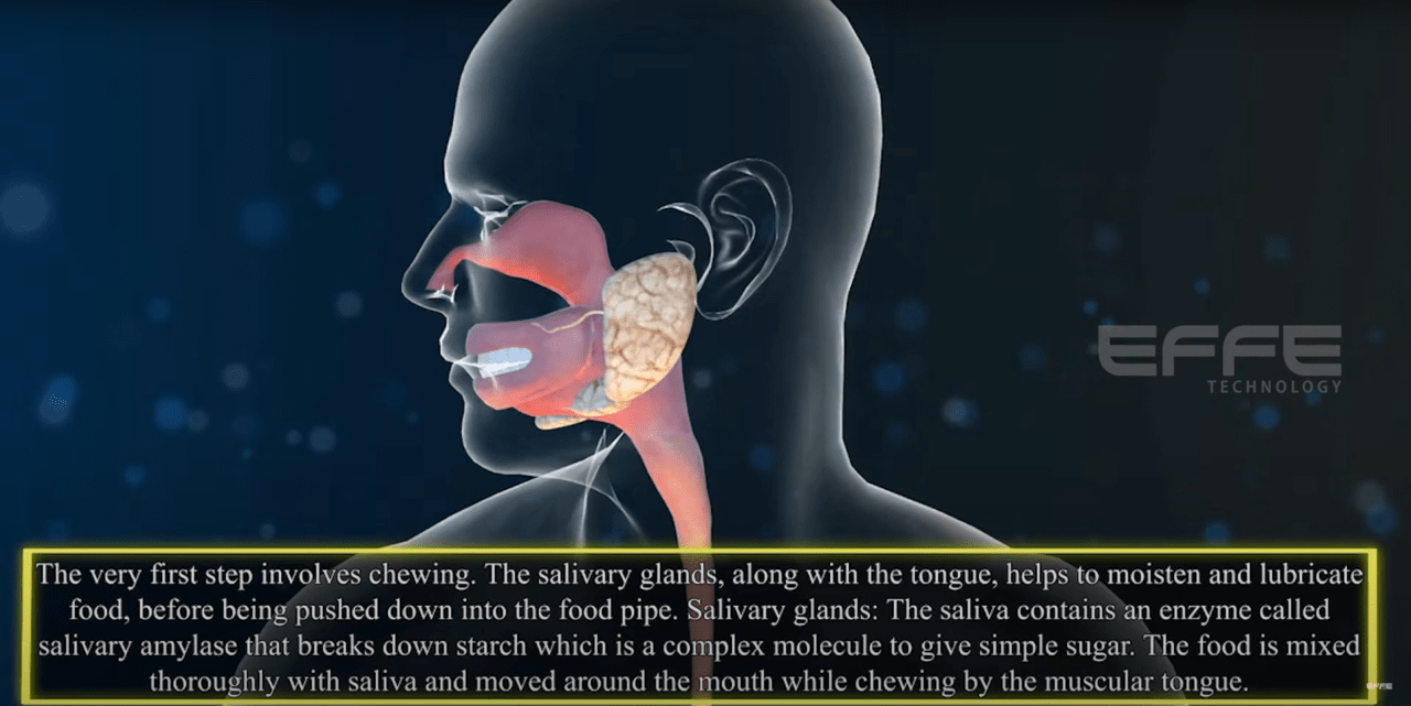 Augmented Reality Technology for Digestive System E-Learning