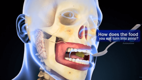 Digestive System Process Animation Services 3d Visuals