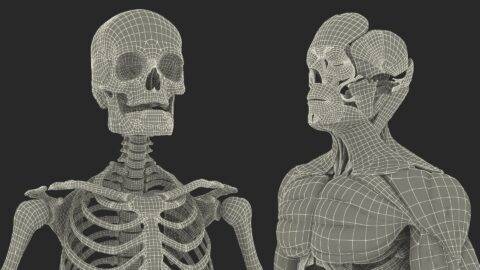 Best 3D Animated Anatomy Models for Medical Education