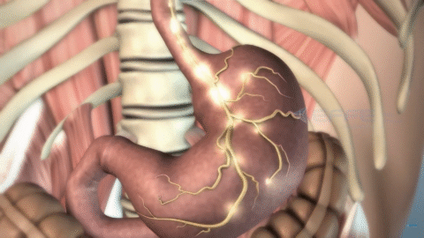 Digestive System Animation | Human Anatomy Diagrams