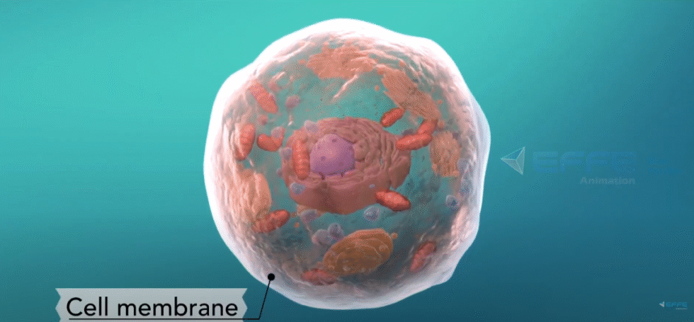3D Cell Biology Animation for Understanding the Cell Membrane - 3D ...