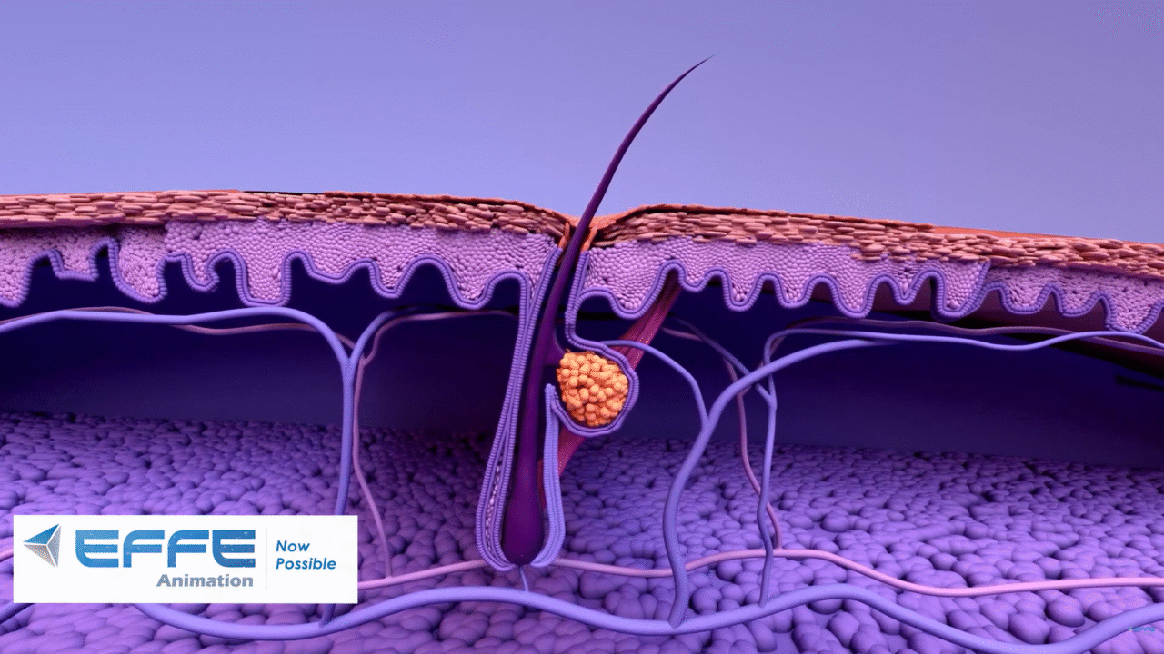 Skin Anatomy Animation Services | Integumentary System 3D