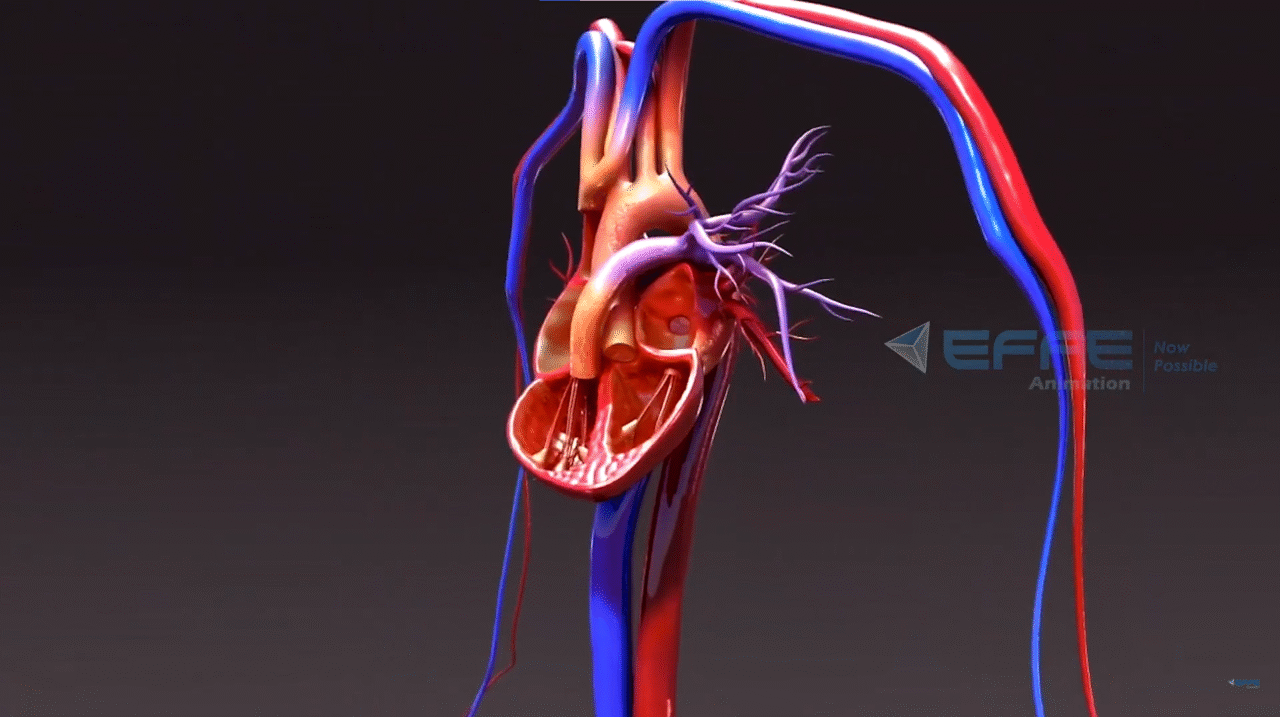 Cardiovascular Anatomy Animation | Cardiac Structure Visuals