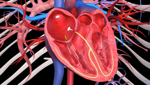 Cardiovascular Anatomy Animation | Cardiac Structure Visuals