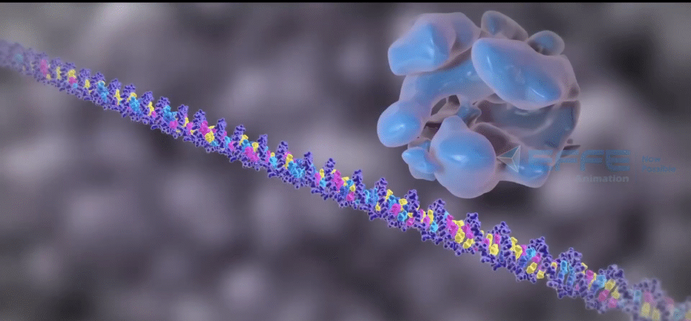 3D Protein Synthesis Animation: From DNA Transcription to Translation ...